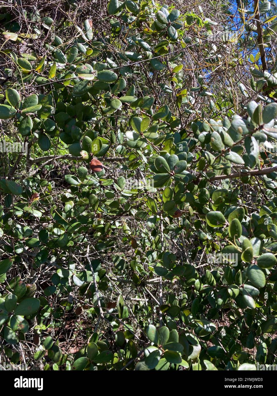 Myrtle Oak (Quercus myrtifolia Stock Photo - Alamy