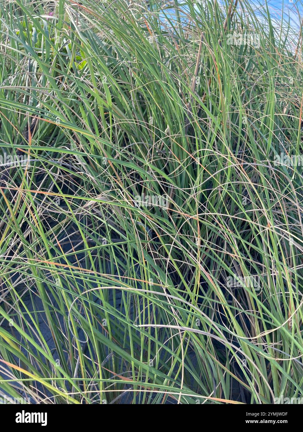 sea oats (Uniola paniculata Stock Photo - Alamy