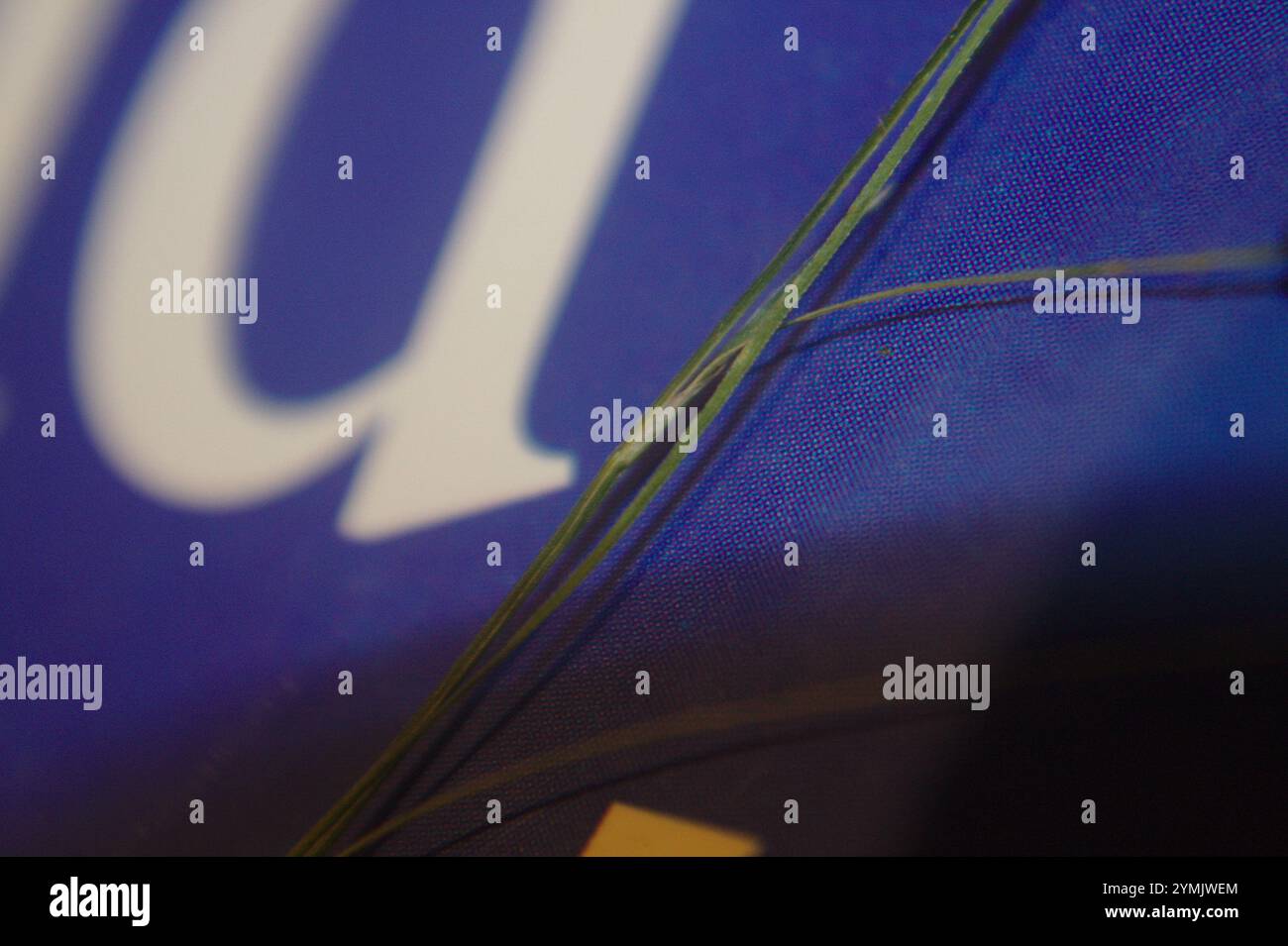 graceful sedge (Carex gracillima Stock Photo - Alamy