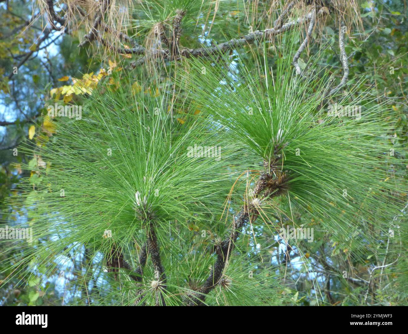 longleaf pine (Pinus palustris Stock Photo - Alamy
