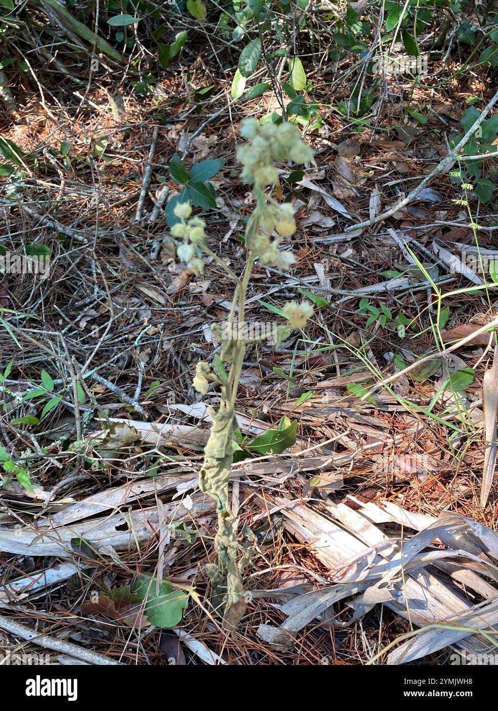 Flannel weed hi-res stock photography and images - Alamy