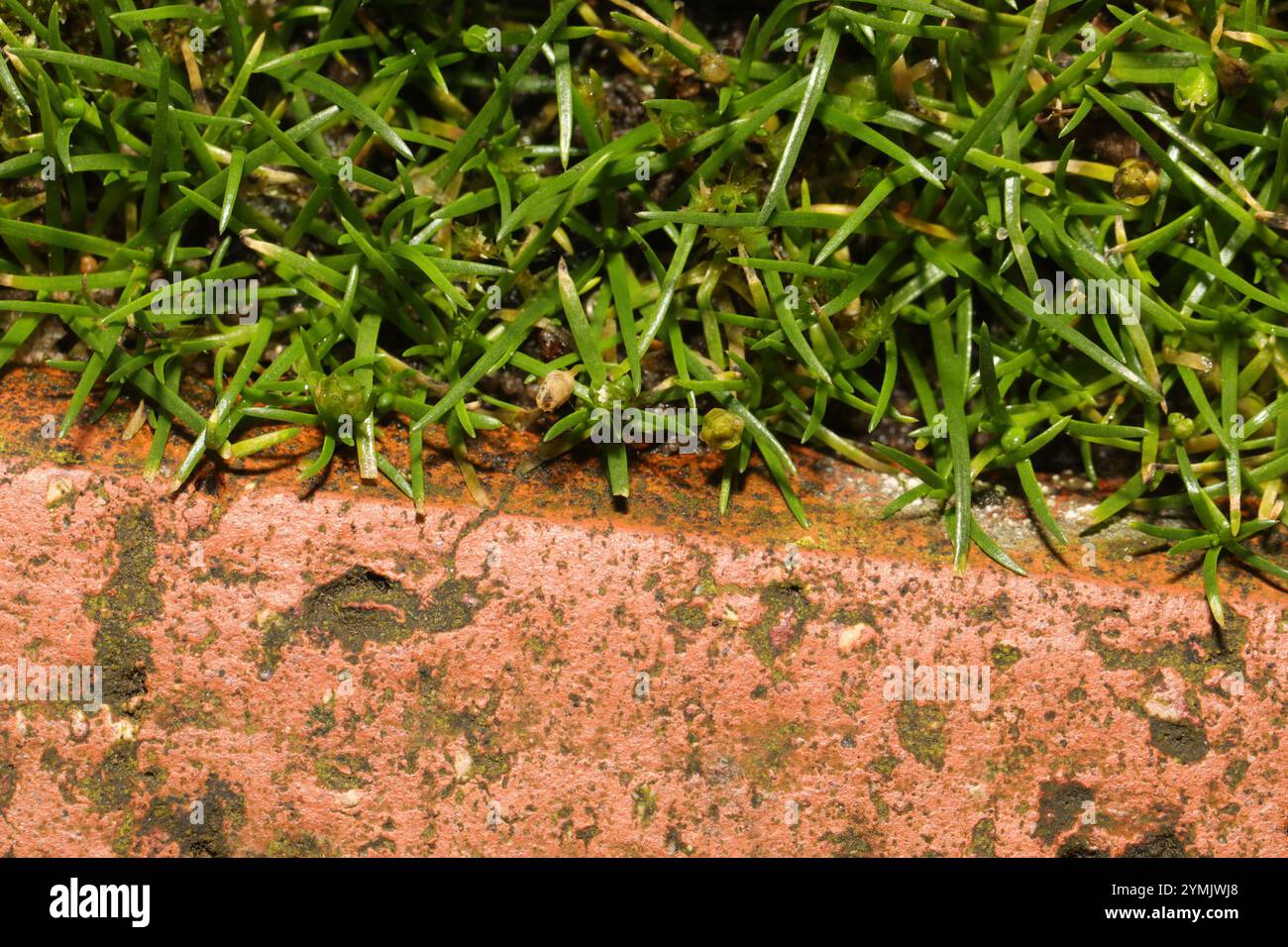 Procumbent Pearlwort (Sagina procumbens Stock Photo - Alamy