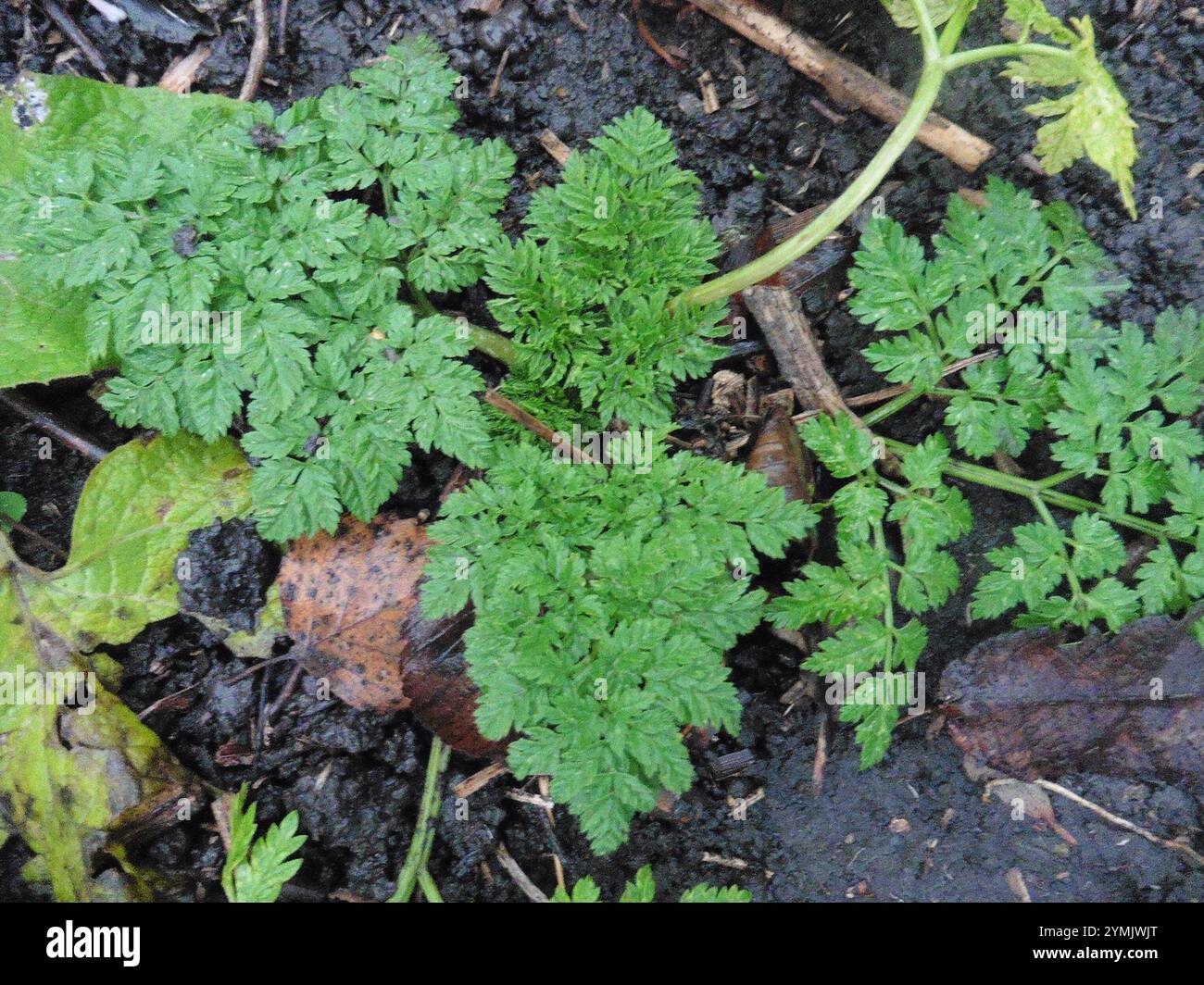 poison hemlock (Conium maculatum Stock Photo - Alamy
