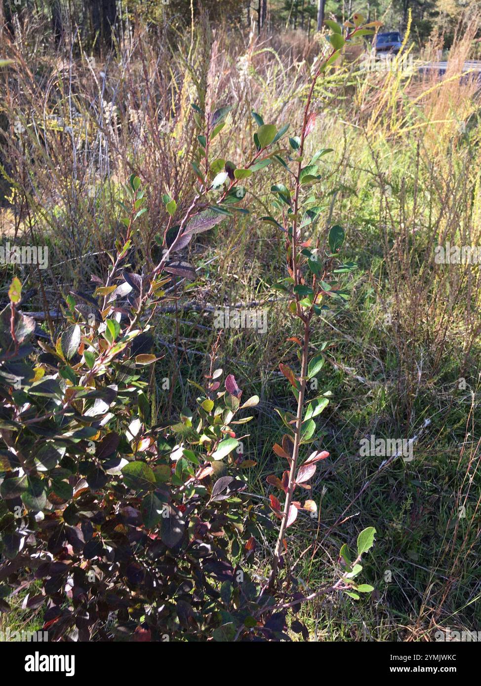 staggerbush (Lyonia mariana Stock Photo - Alamy