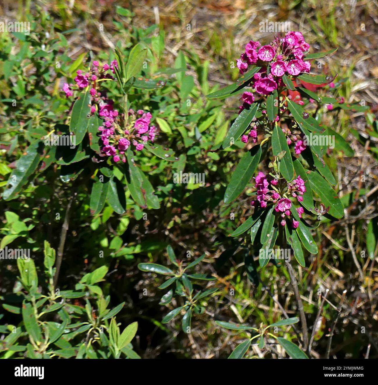 sheep laurel (Kalmia angustifolia Stock Photo - Alamy