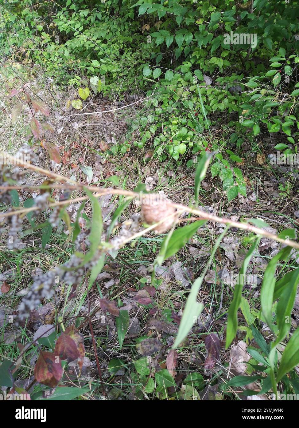 Chinese Mantis (Tenodera sinensis Stock Photo - Alamy