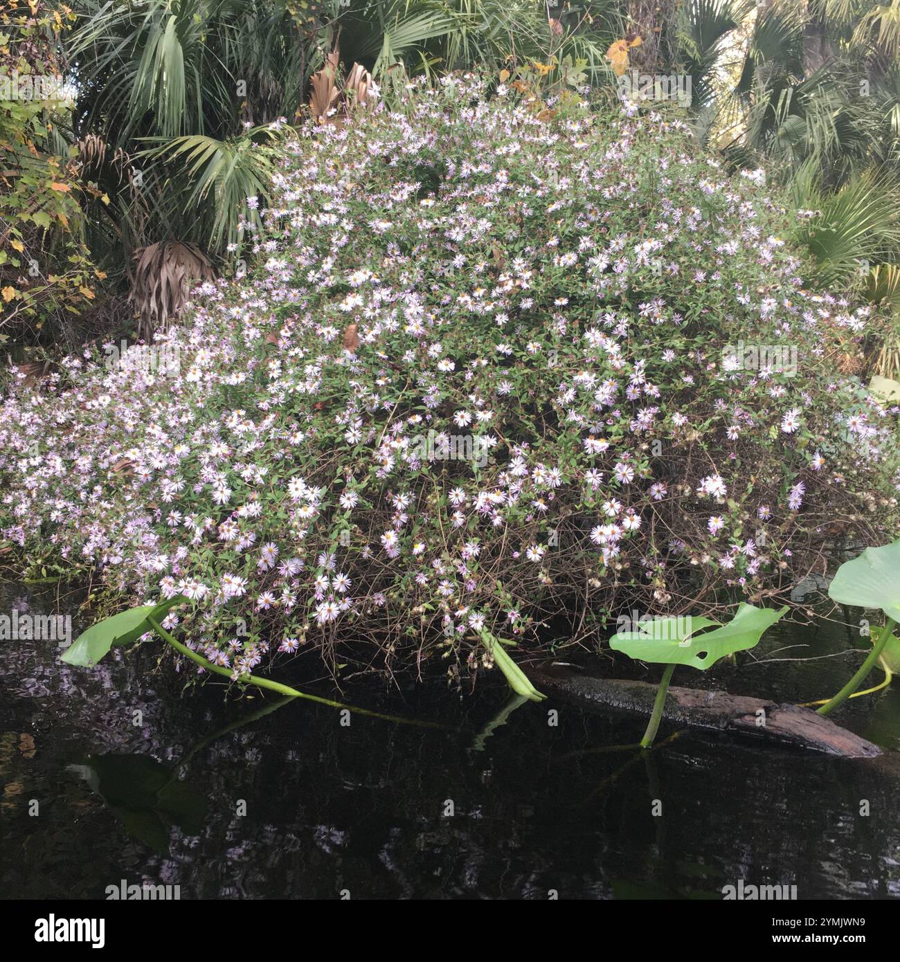 Climbing Aster (Ampelaster carolinianus Stock Photo - Alamy