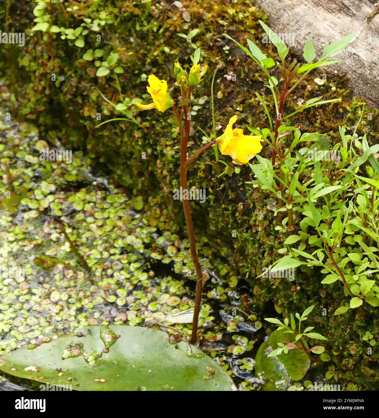 common bladderwort (Utricularia macrorhiza Stock Photo - Alamy