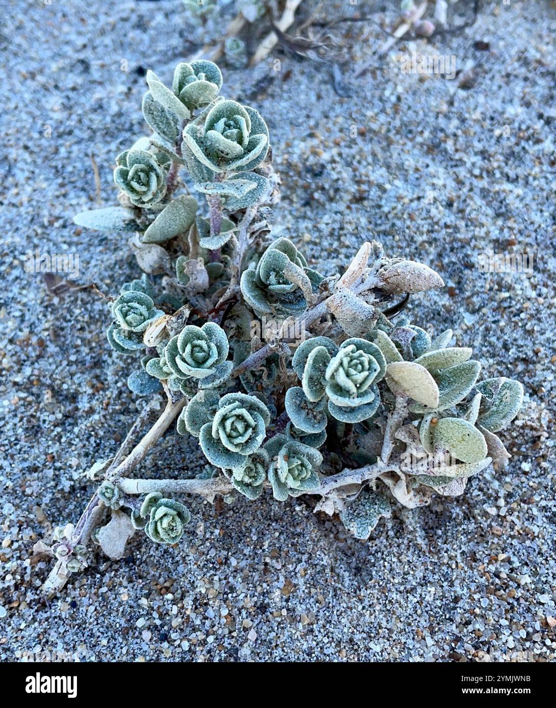 beach saltbush (Atriplex leucophylla Stock Photo - Alamy