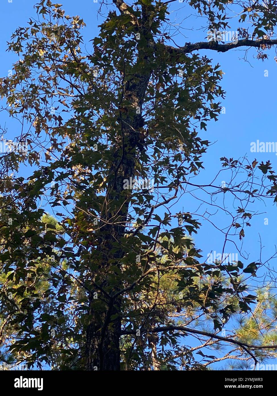southern red oak (Quercus falcata Stock Photo - Alamy