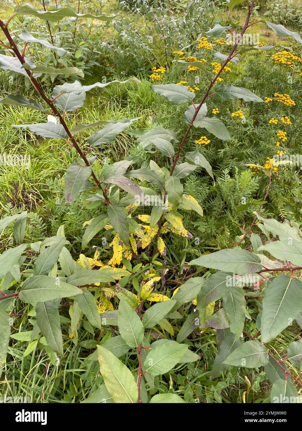 balsam poplar (Populus balsamifera Stock Photo - Alamy