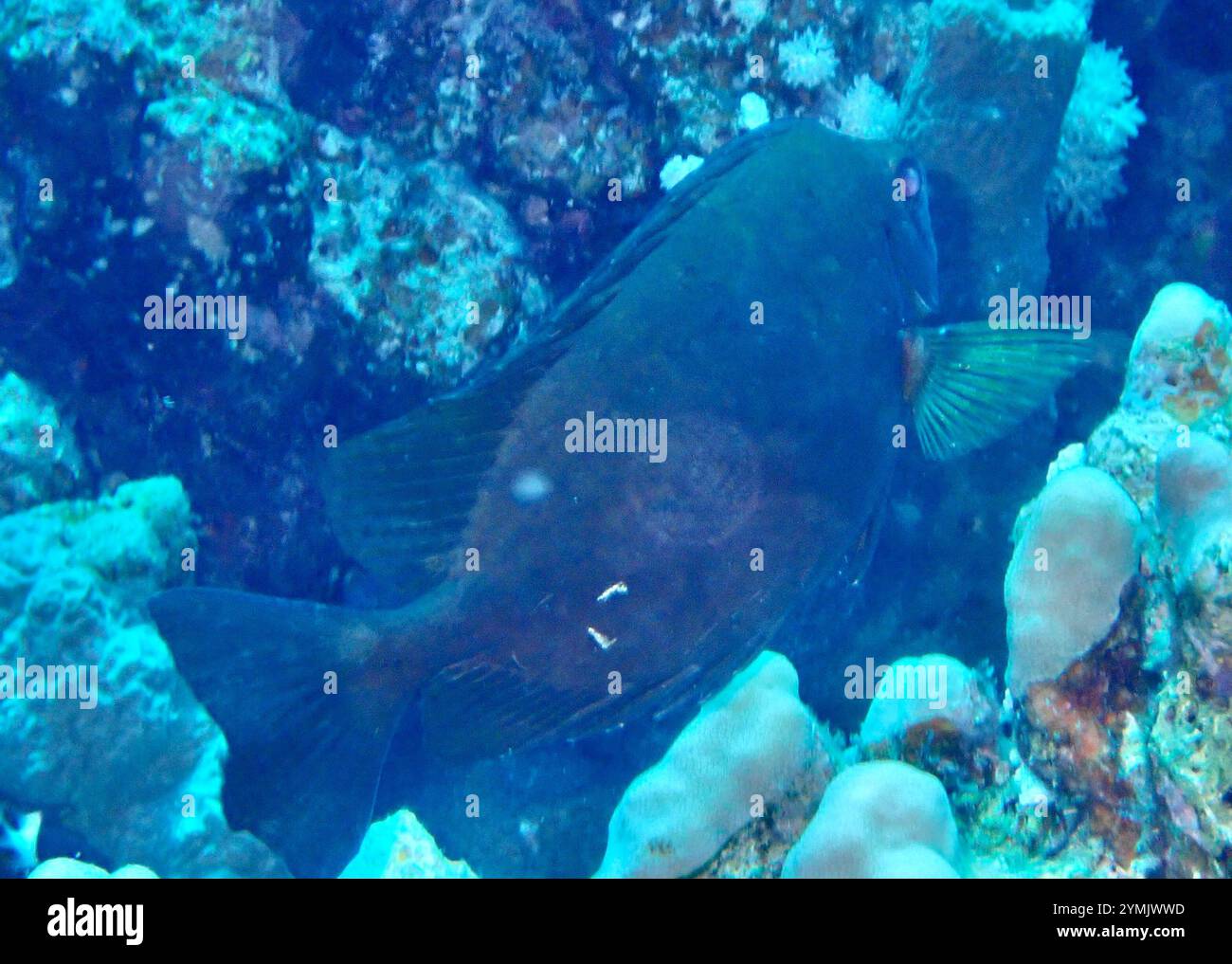 Dusky Spinefoot (Siganus luridus Stock Photo - Alamy
