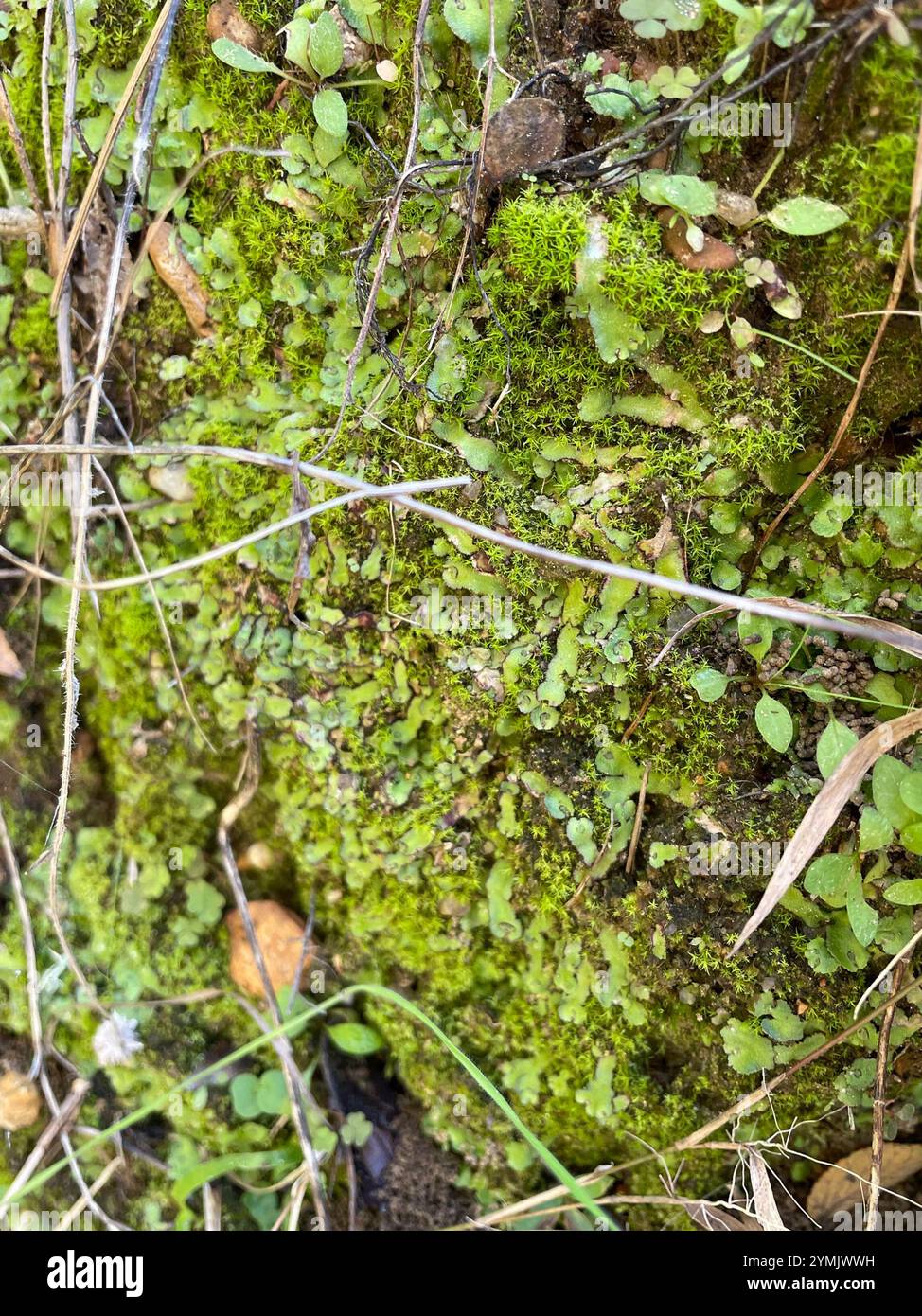 Hemisphaeric Liverwort (Reboulia hemisphaerica Stock Photo - Alamy