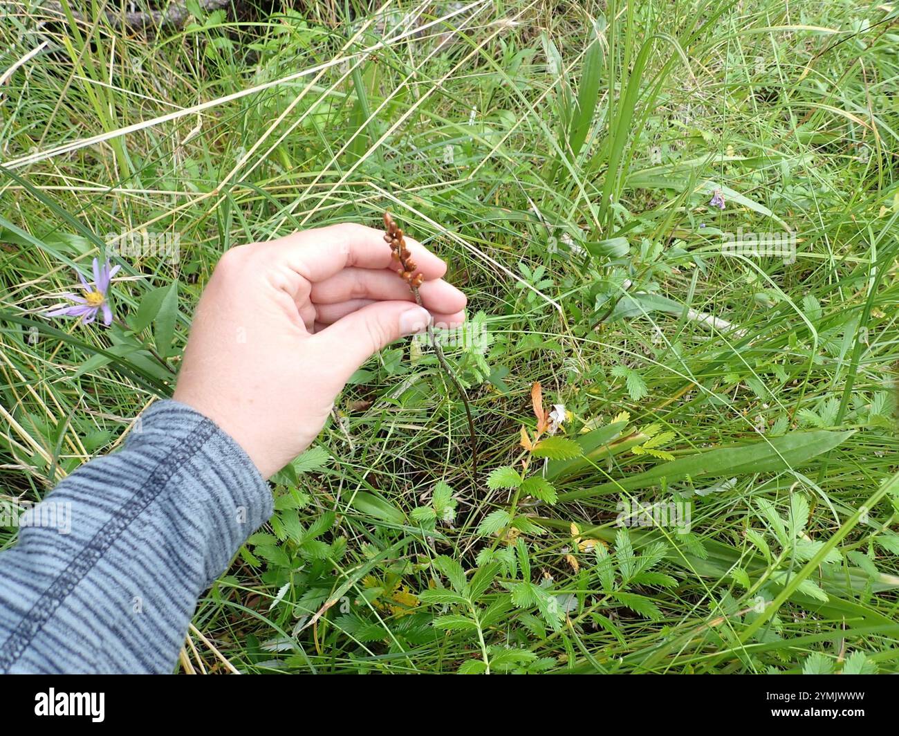 Alaska Plantain (Plantago macrocarpa Stock Photo - Alamy