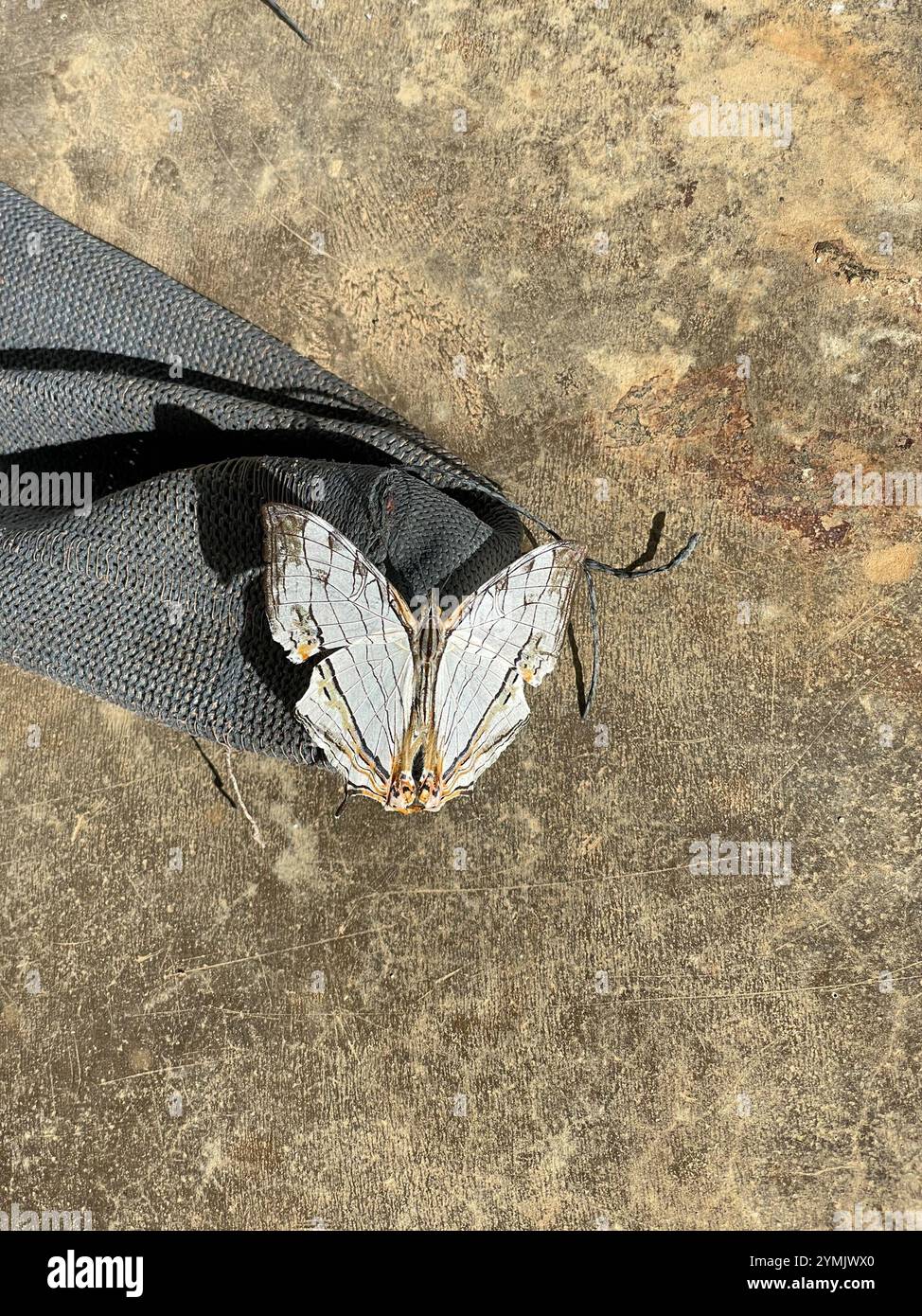 Common Mapwing (Cyrestis thyodamas Stock Photo - Alamy