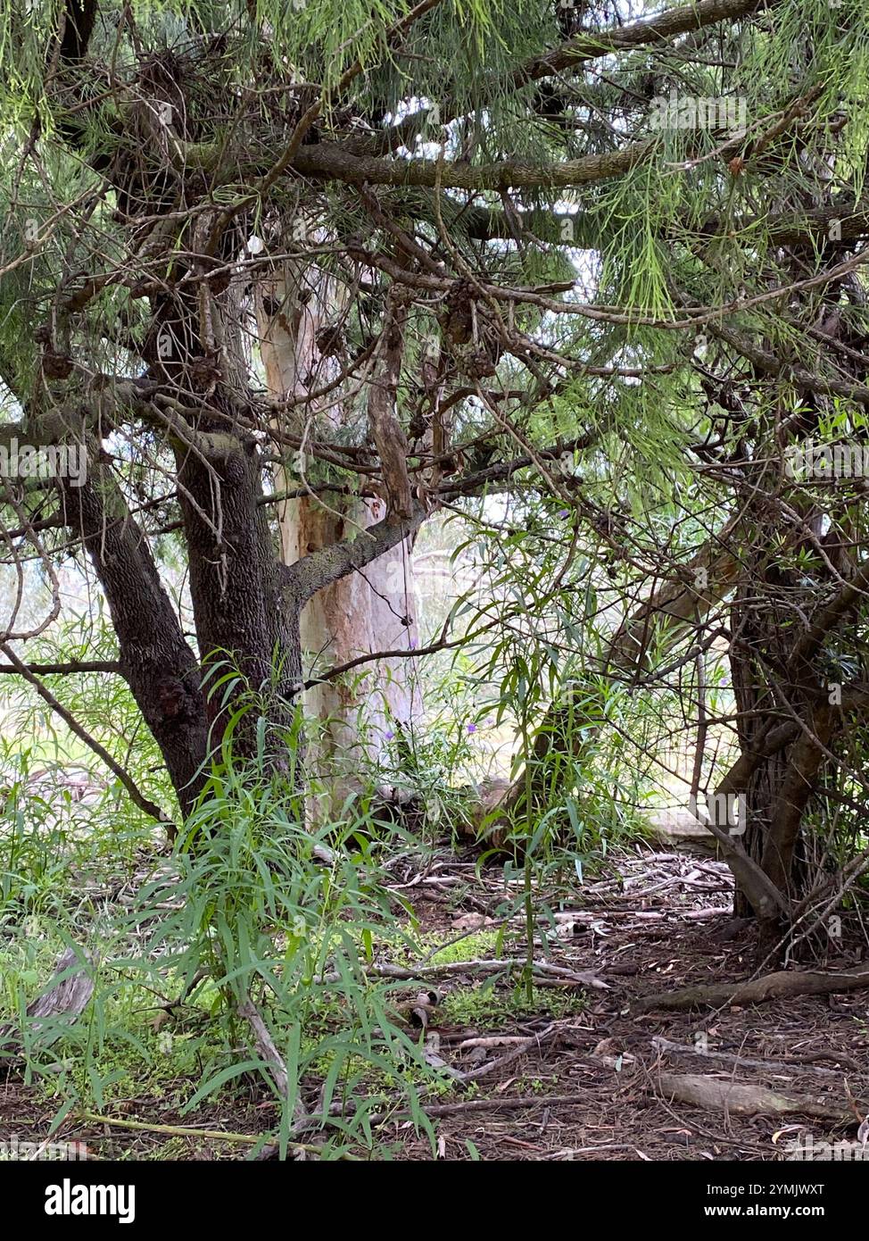 Cherry Ballart (Exocarpos cupressiformis Stock Photo - Alamy