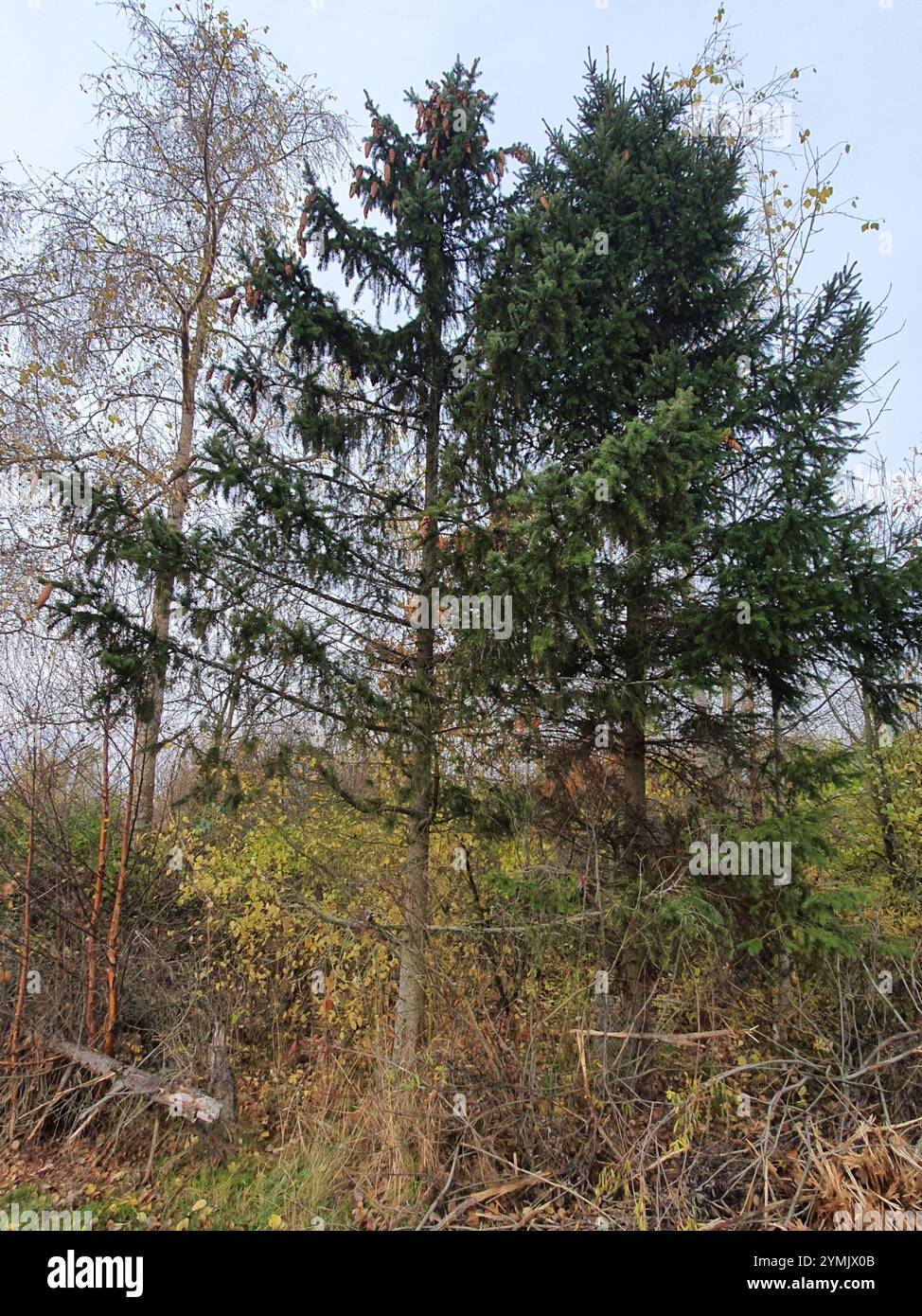 Norway spruce (Picea abies Stock Photo - Alamy