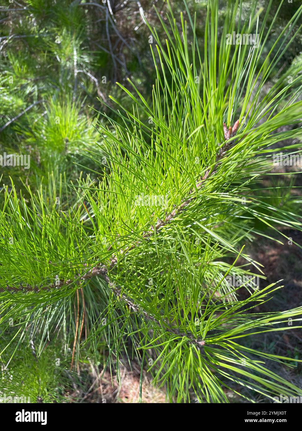 Monterey pine (Pinus radiata Stock Photo - Alamy