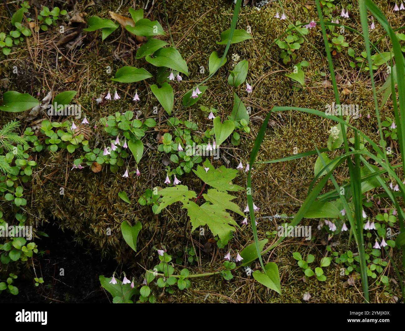 Twinflower (Linnaea borealis Stock Photo - Alamy