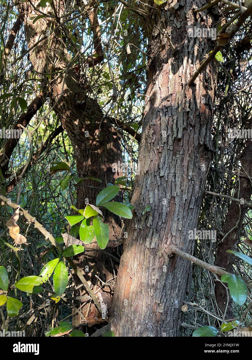 Gum bumelia (Sideroxylon lanuginosum Stock Photo - Alamy