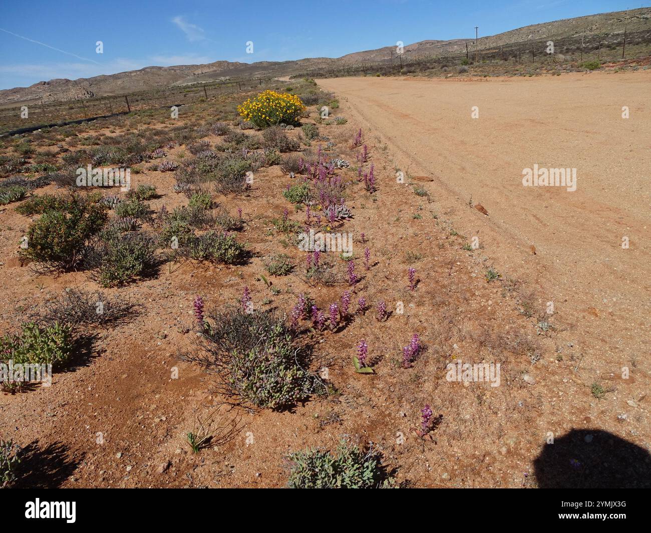 Flesh Viooltjie (Lachenalia carnosa Stock Photo - Alamy