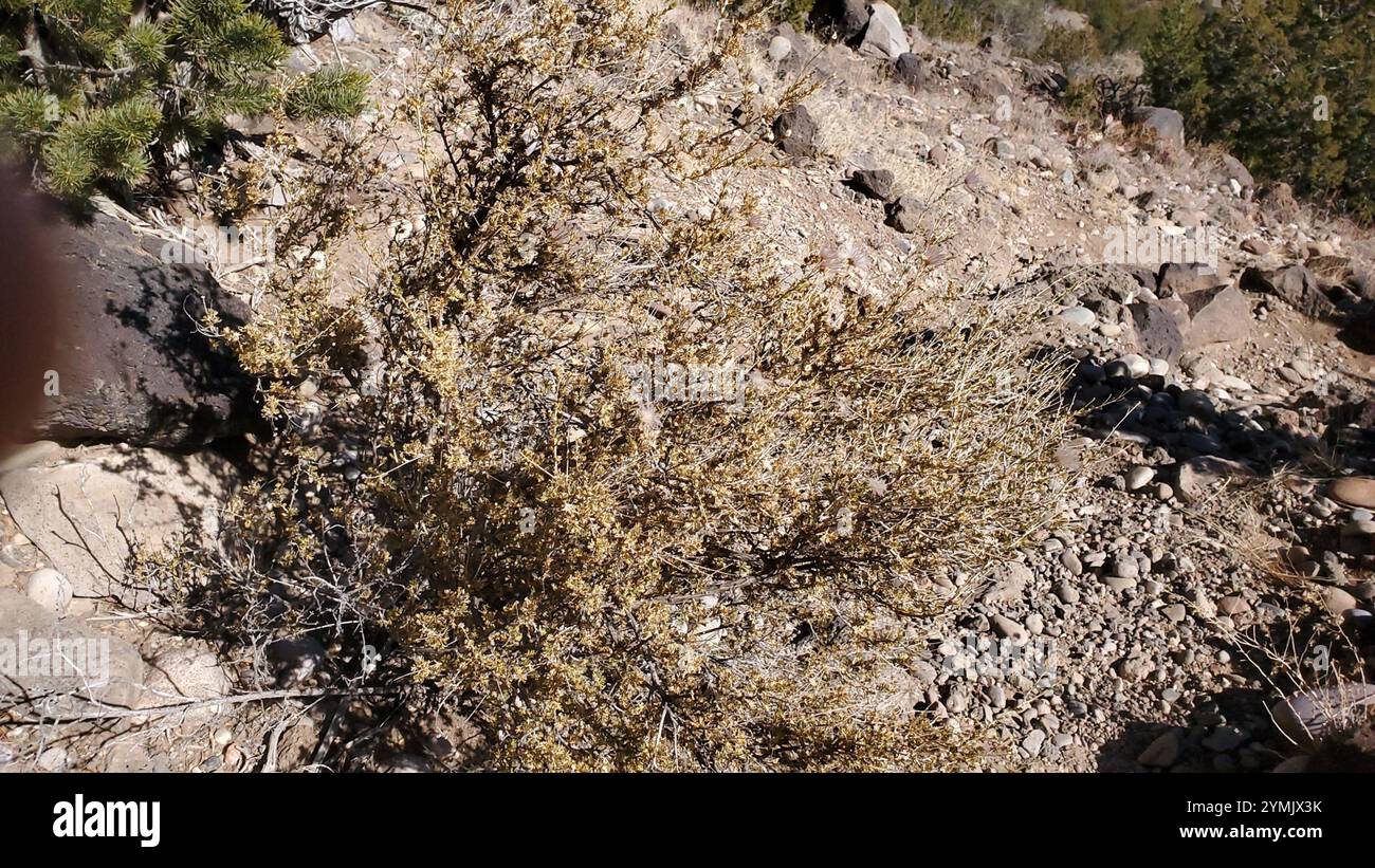 Apache plume (Fallugia paradoxa Stock Photo - Alamy