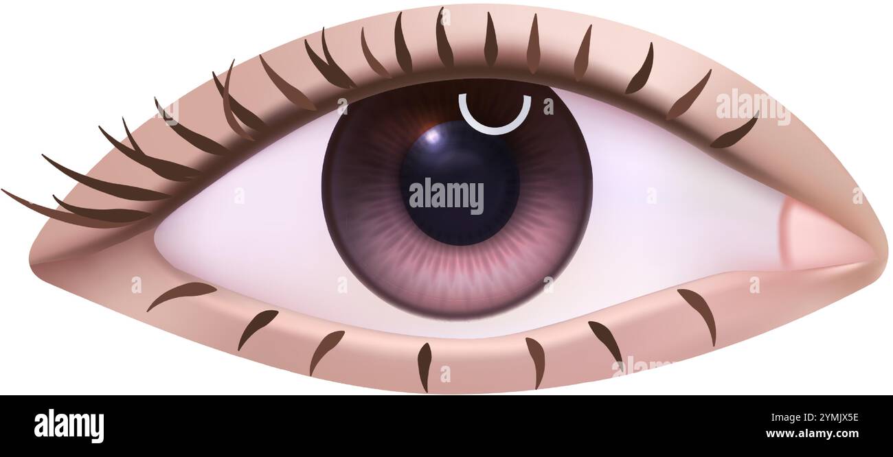 3d realistic vector icon illustration. Human eye with eyelashes ...