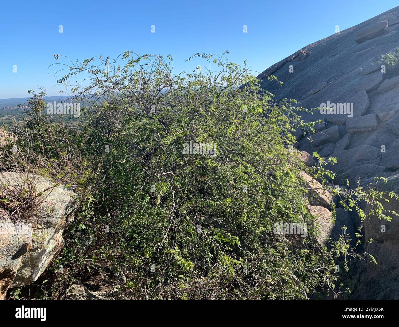 netleaf hackberry (Celtis reticulata Stock Photo - Alamy