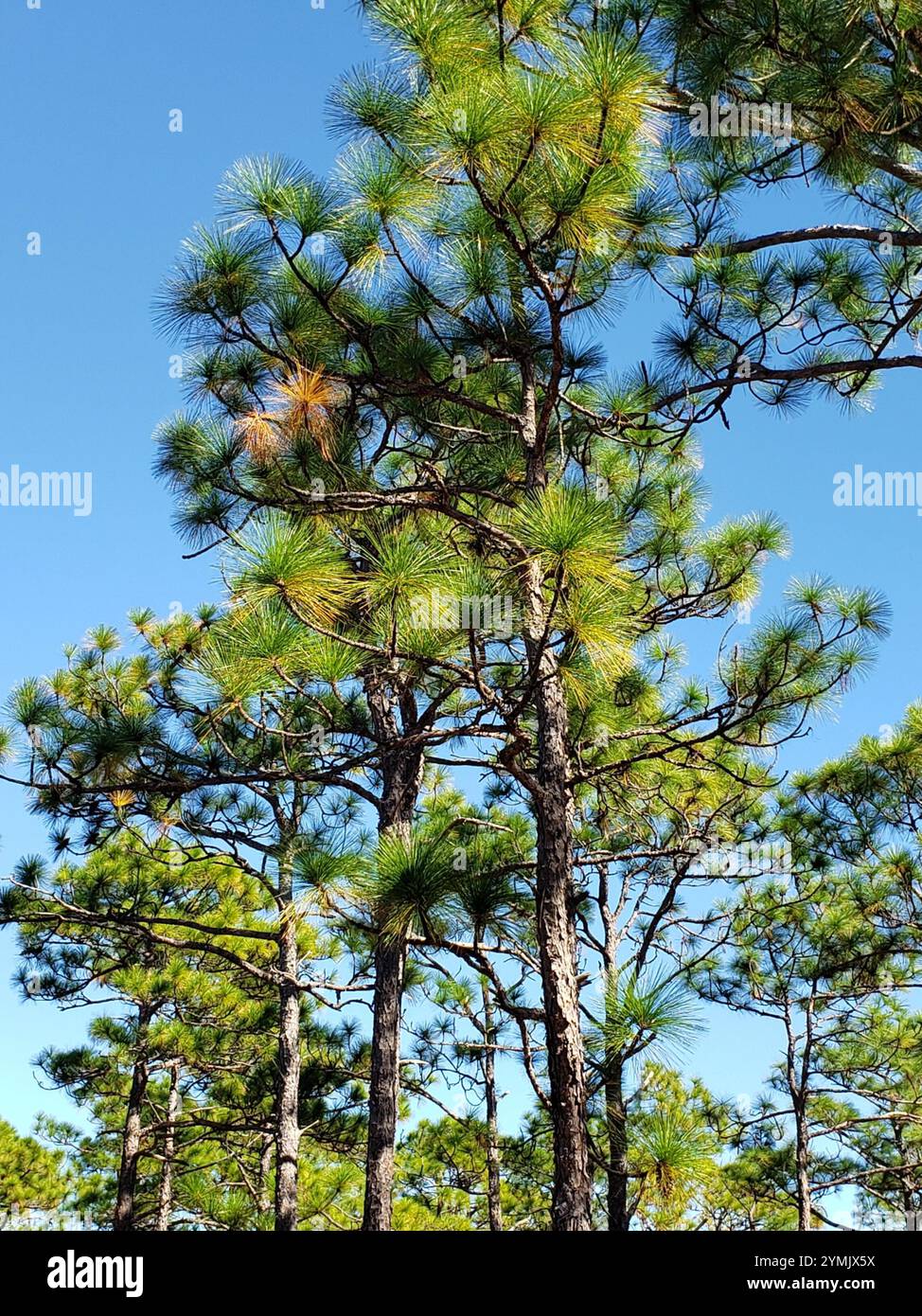 longleaf pine (Pinus palustris Stock Photo - Alamy