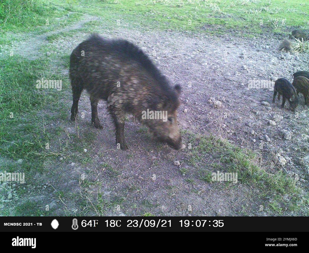 Eurasian Wild Pig (Sus scrofa Stock Photo - Alamy