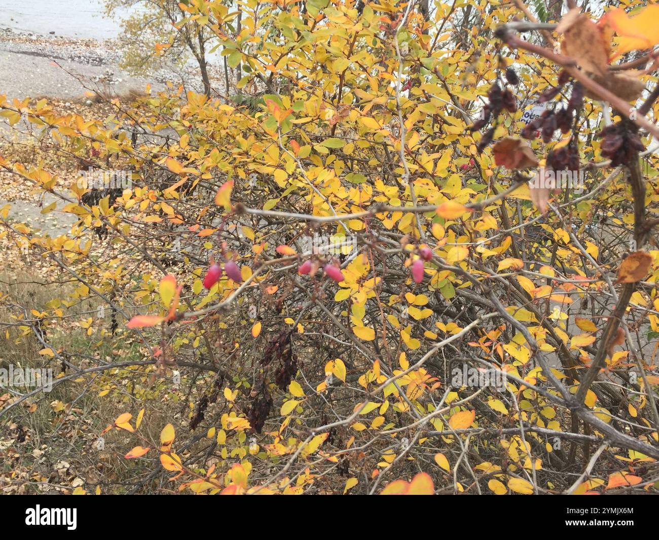 European barberry (Berberis vulgaris Stock Photo - Alamy