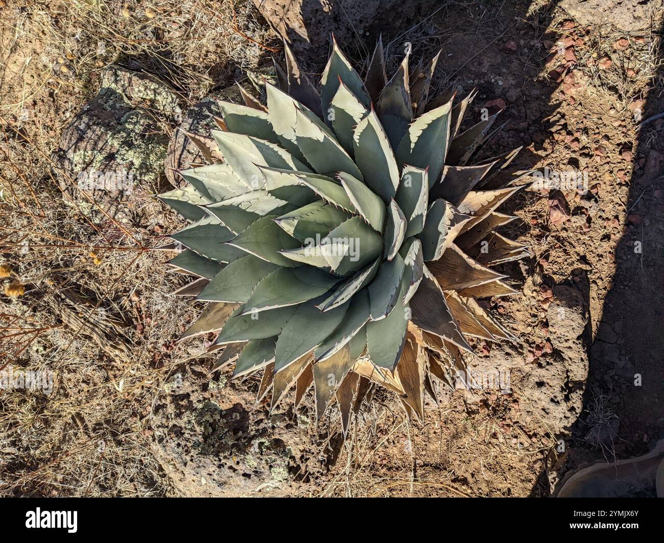 Parry's agave (Agave parryi Stock Photo - Alamy
