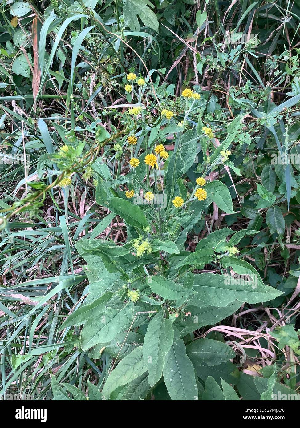 Wingstem (Verbesina alternifolia Stock Photo - Alamy