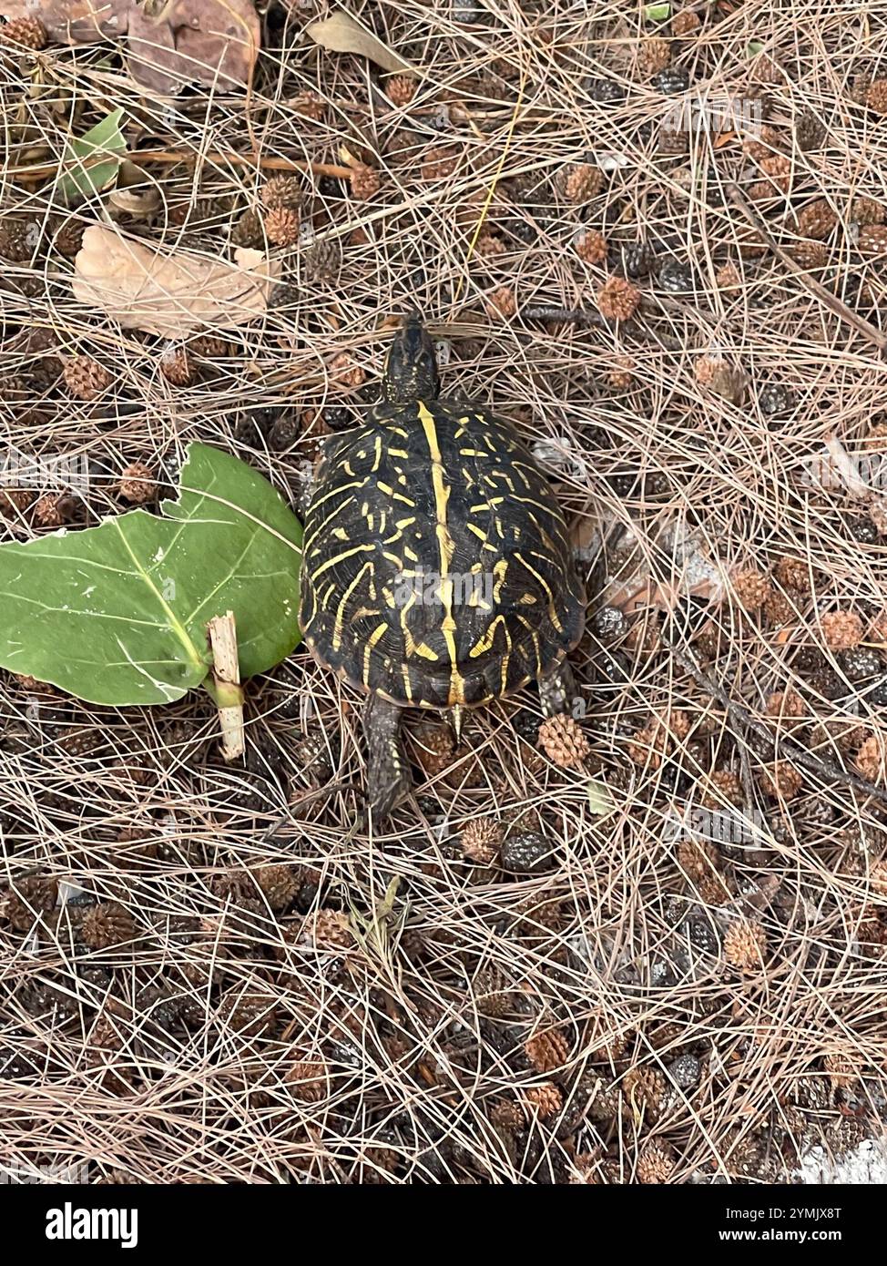 Florida Box Turtle (Terrapene carolina bauri Stock Photo - Alamy