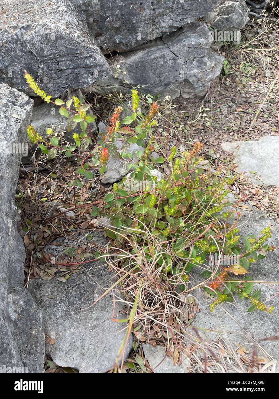 shrubby copperleaf (Acalypha phleoides Stock Photo - Alamy