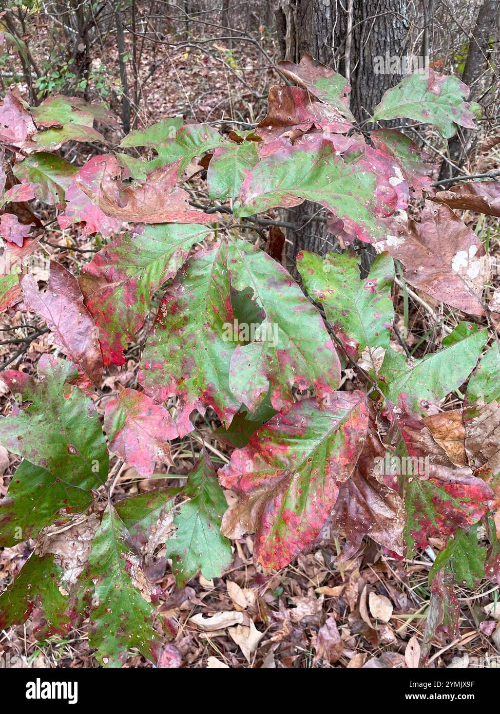 southern red oak (Quercus falcata Stock Photo - Alamy