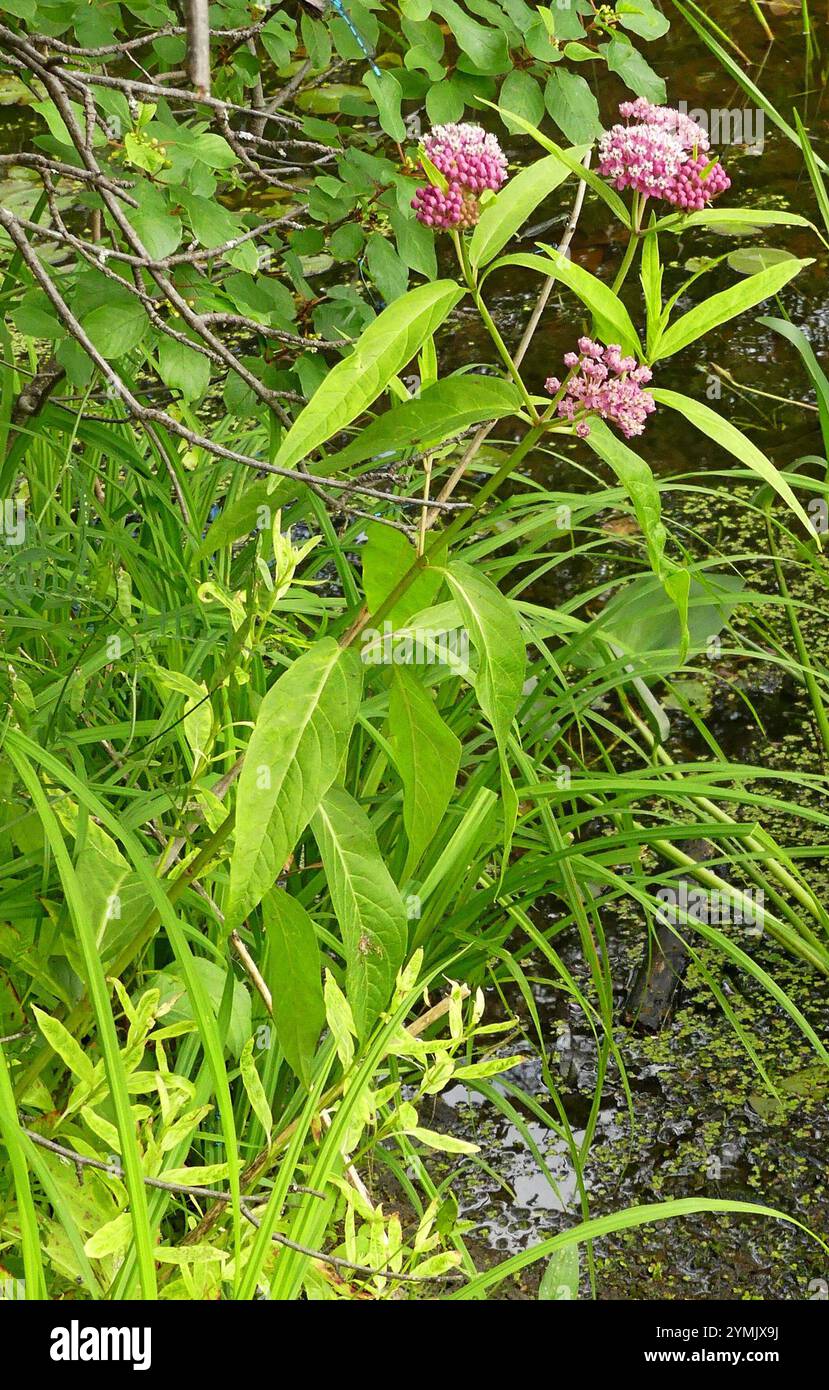 swamp milkweed (Asclepias incarnata Stock Photo - Alamy