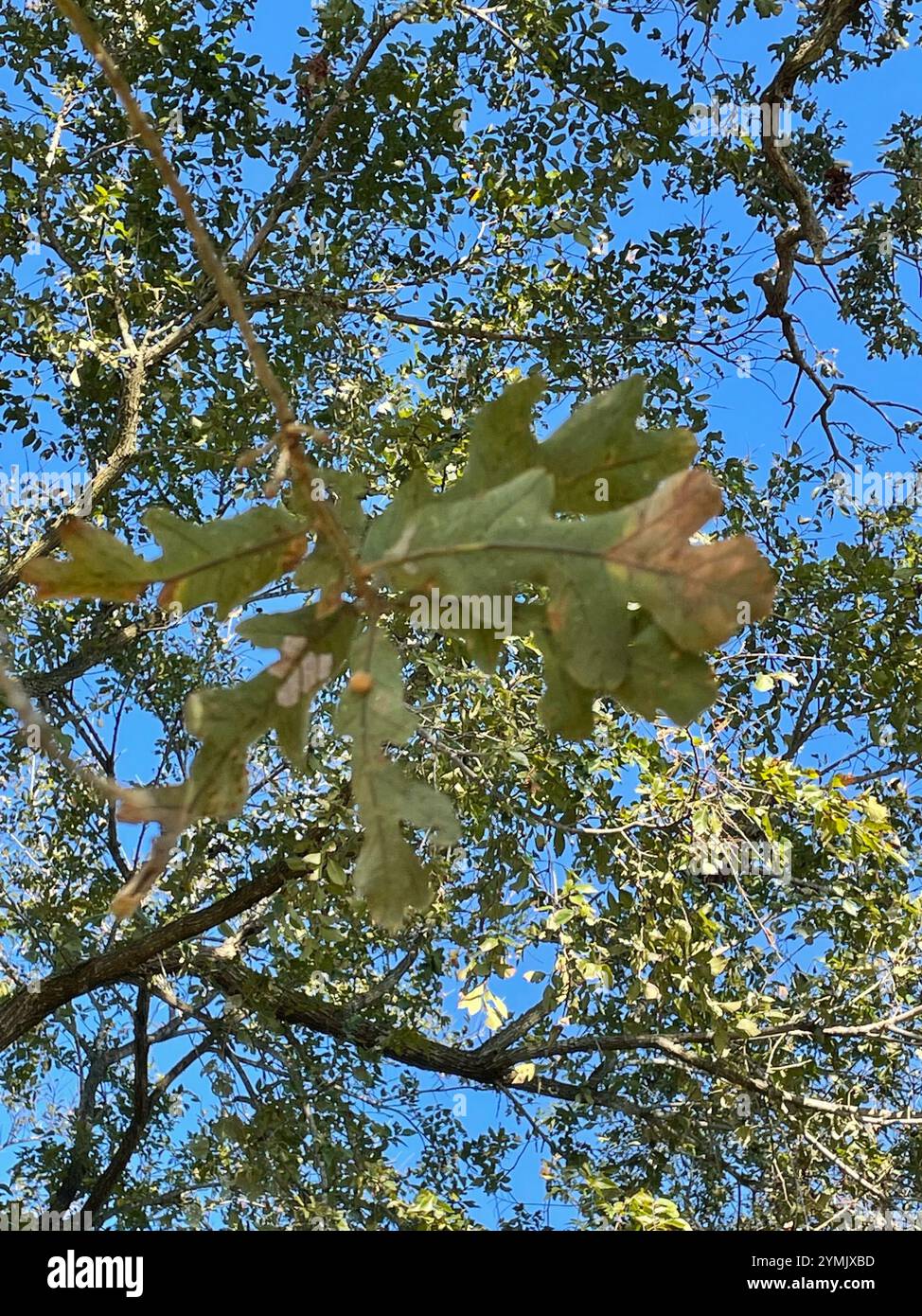 post oak (Quercus stellata Stock Photo - Alamy