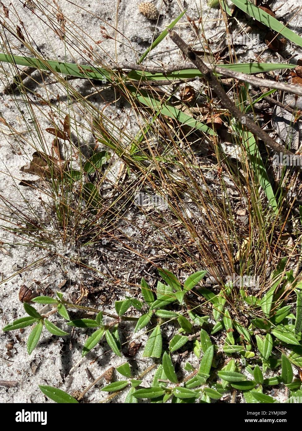 Capillary Hairsedge (Bulbostylis ciliatifolia Stock Photo - Alamy