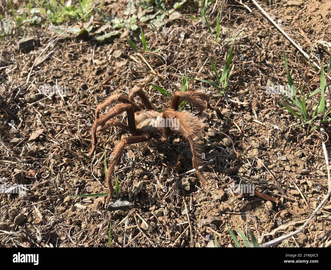 Desert Tarantula (Aphonopelma iodius Stock Photo - Alamy