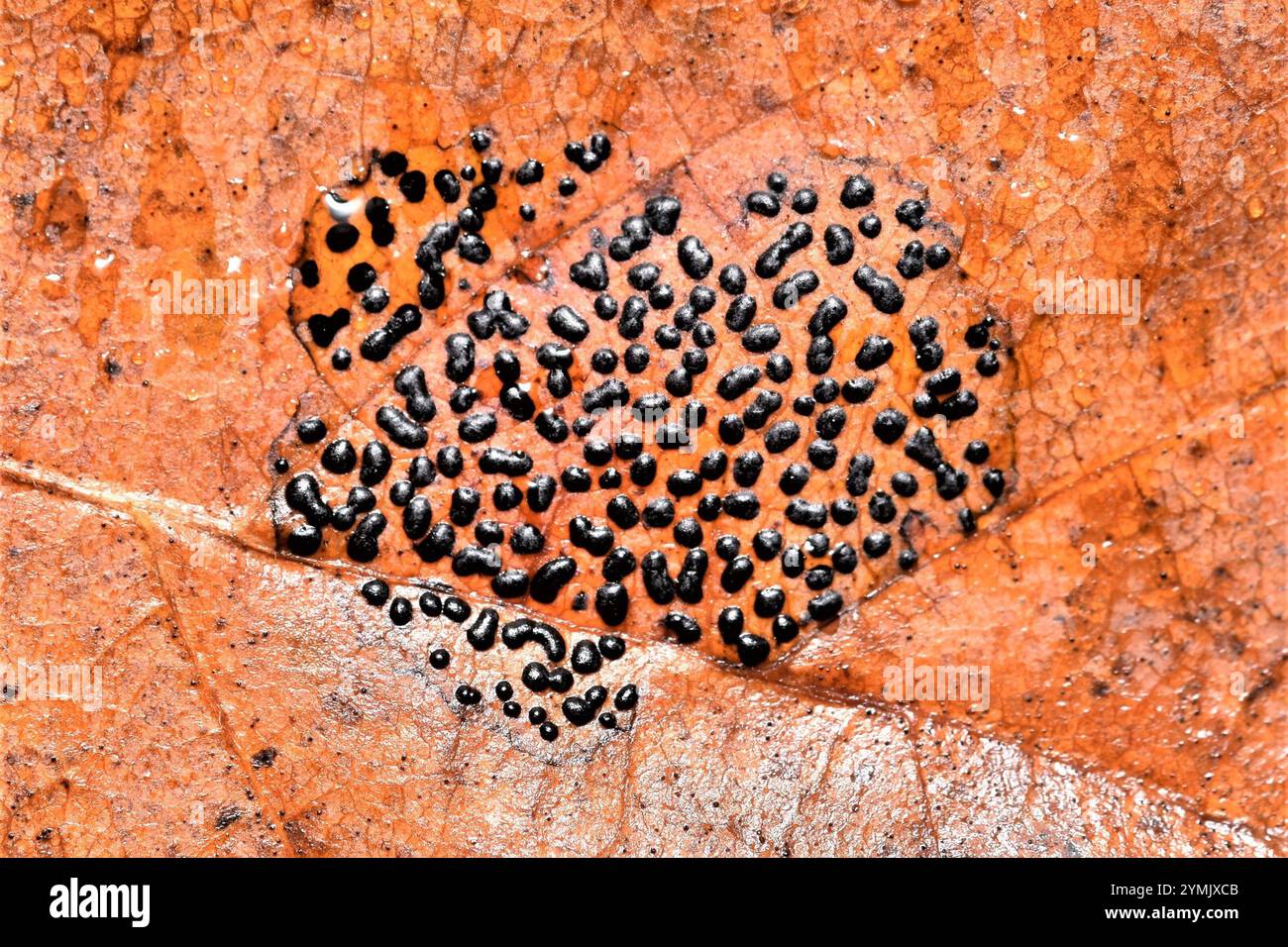 Speckled Tar Spot (Rhytisma punctatum Stock Photo - Alamy