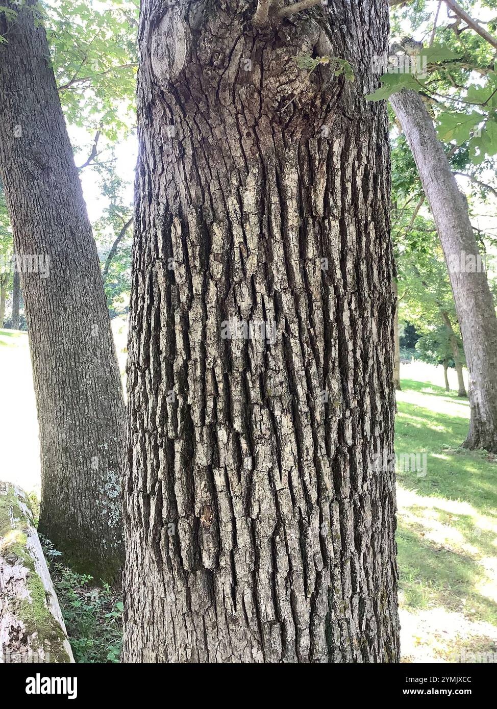 white oak (Quercus alba Stock Photo - Alamy