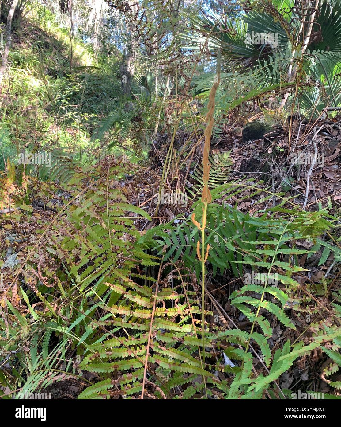 cinnamon fern (Osmundastrum cinnamomeum Stock Photo - Alamy