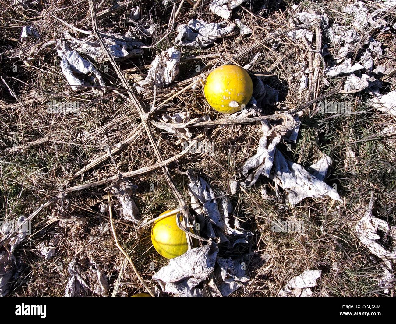 Buffalo Gourd (Cucurbita foetidissima Stock Photo - Alamy