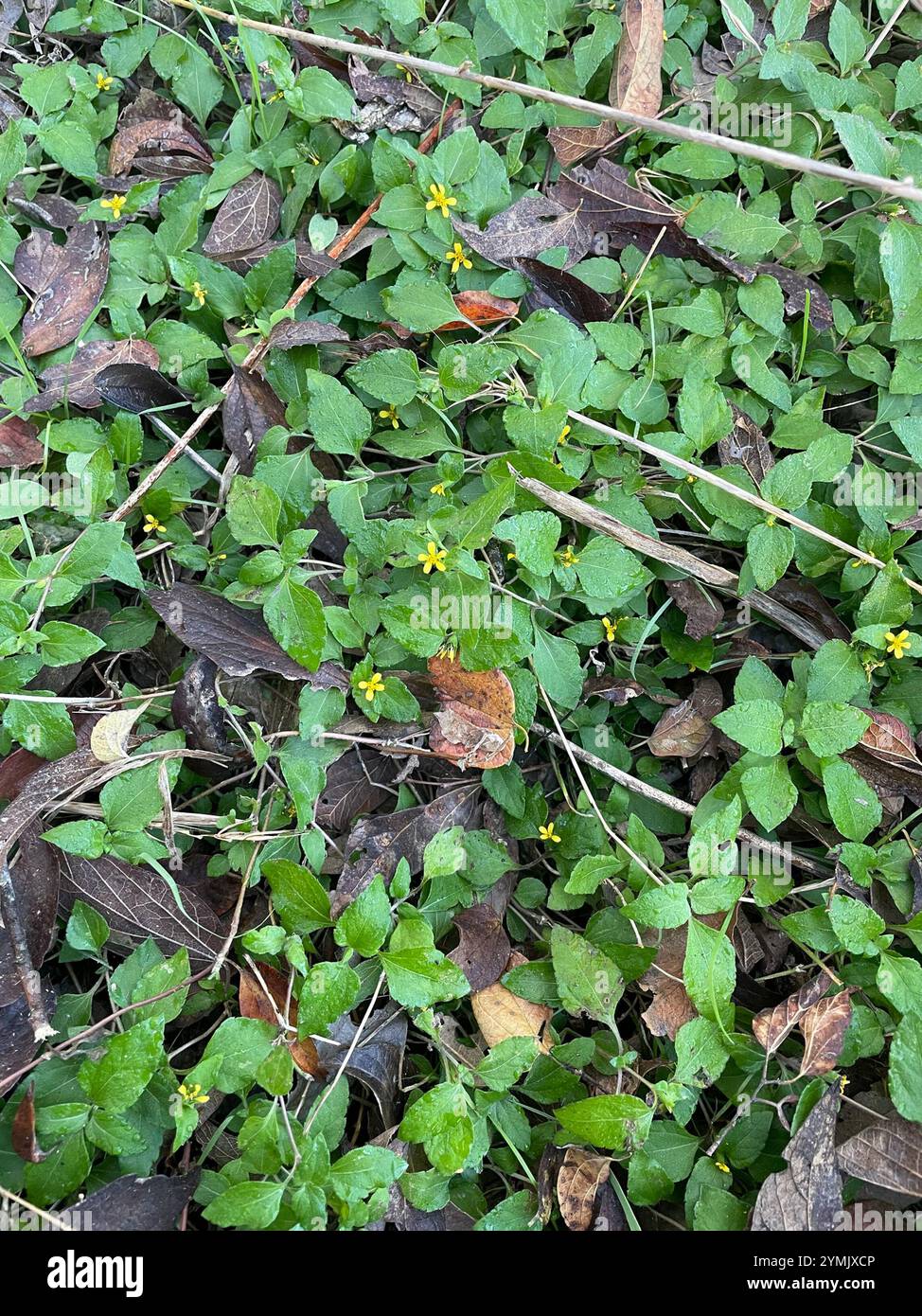straggler daisy (Calyptocarpus vialis Stock Photo - Alamy