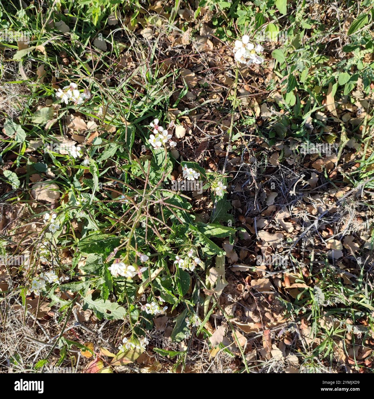 White Wall-rocket (Diplotaxis erucoides Stock Photo - Alamy