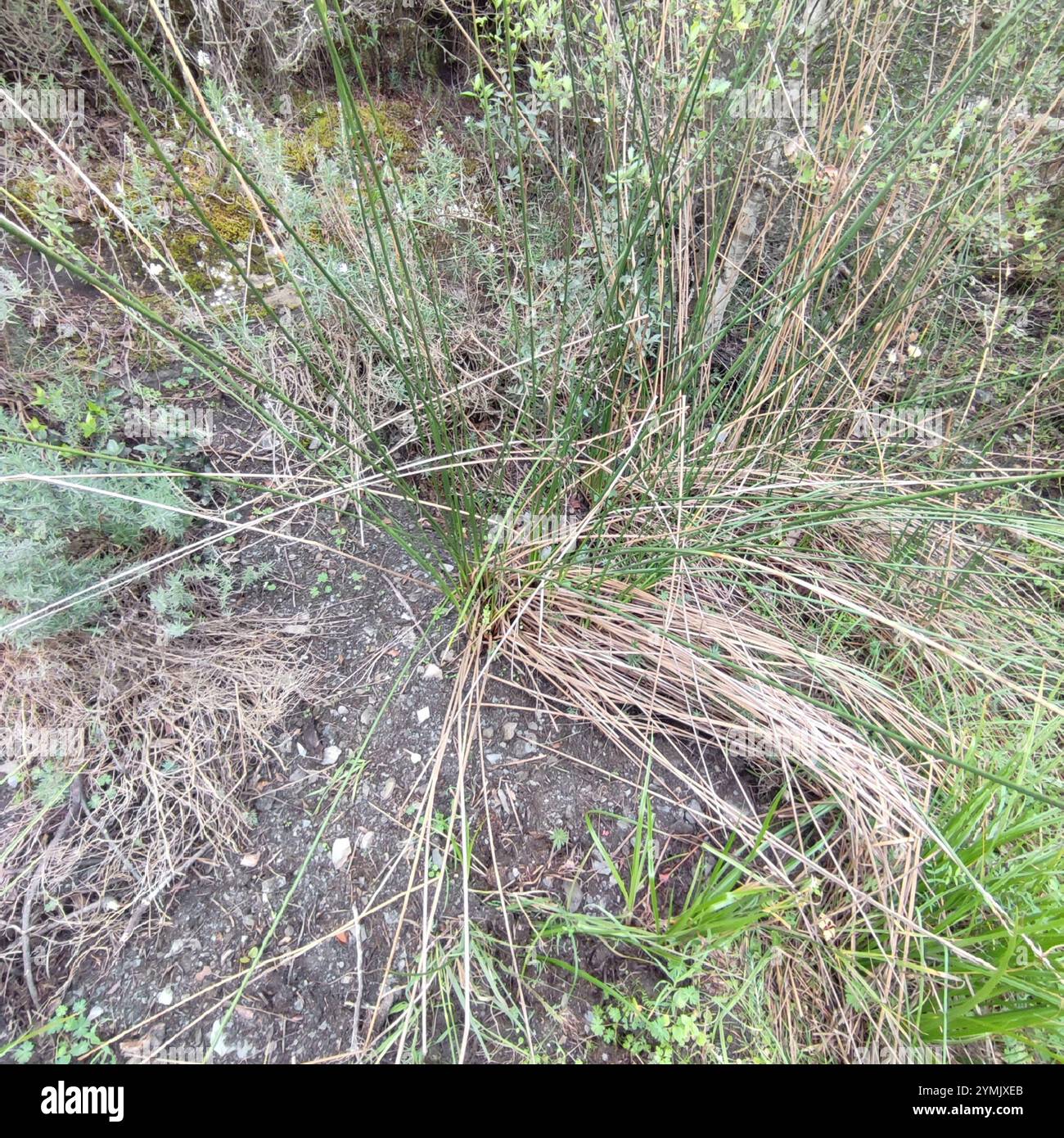 Round-headed Clubrush (Scirpoides holoschoenus Stock Photo - Alamy