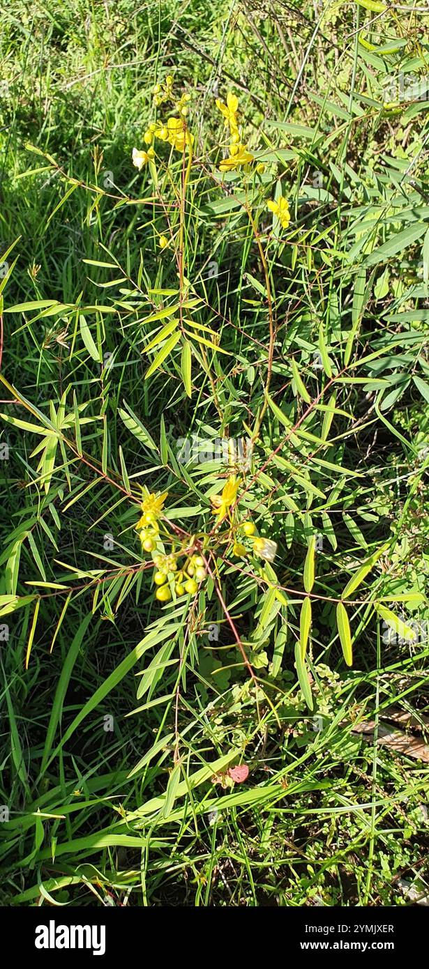 Pepperleaf Senna (Senna barclayana Stock Photo - Alamy