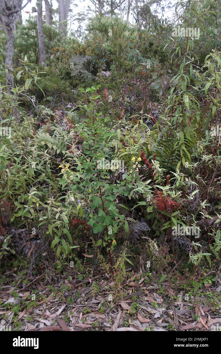 Clover-leaved Poison (Goodia lotifolia Stock Photo - Alamy