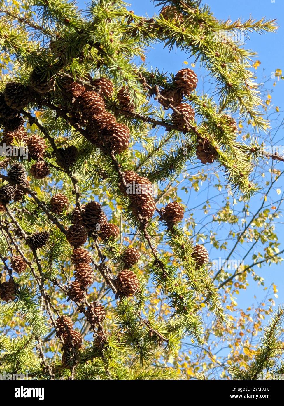 red spruce (Picea rubens Stock Photo - Alamy